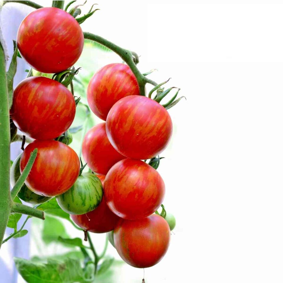 Tomato Varieties: Your Complete Guide to 76 Incredible Varieties of ...