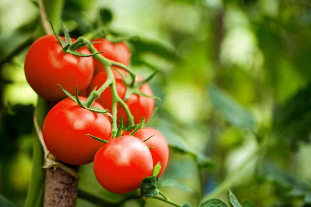 Tomato Plant Care: A Complete Guide for Gardeners - Minneopa Orchards