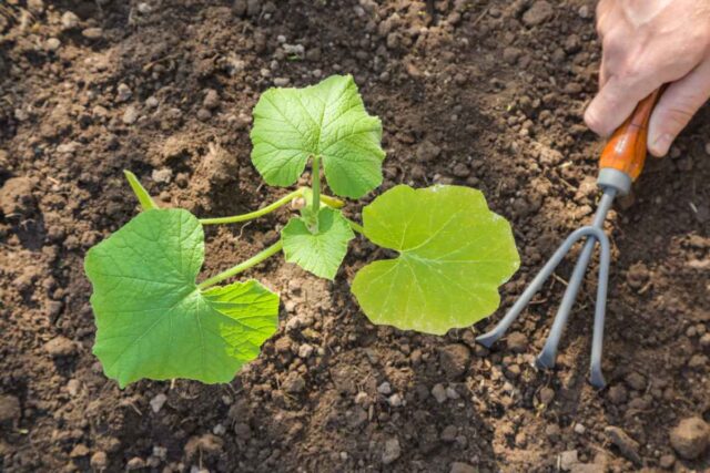 The Complete Guide to Caring for Pumpkins - Minneopa Orchards
