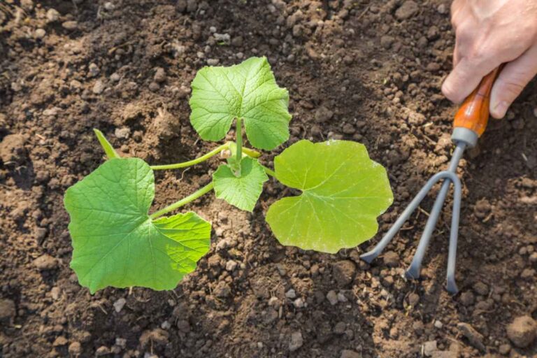 How to Plant Pumpkin Seeds: The Best Method for Backyard Growers ...