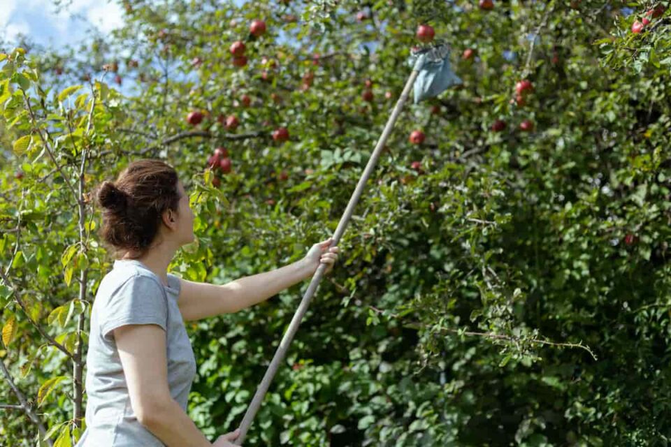 The 8 Best Apple Pickers for Harvesting Apples - Minneopa Orchards