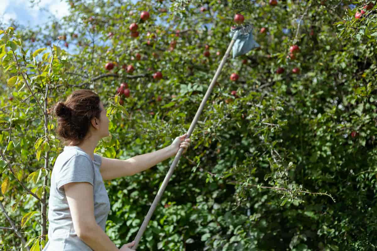 The 8 Best Apple Pickers for Harvesting Apples - Minneopa Orchards
