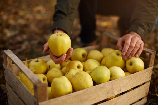 Apple Varieties: 94 Different Types of Apples - Minneopa Orchards