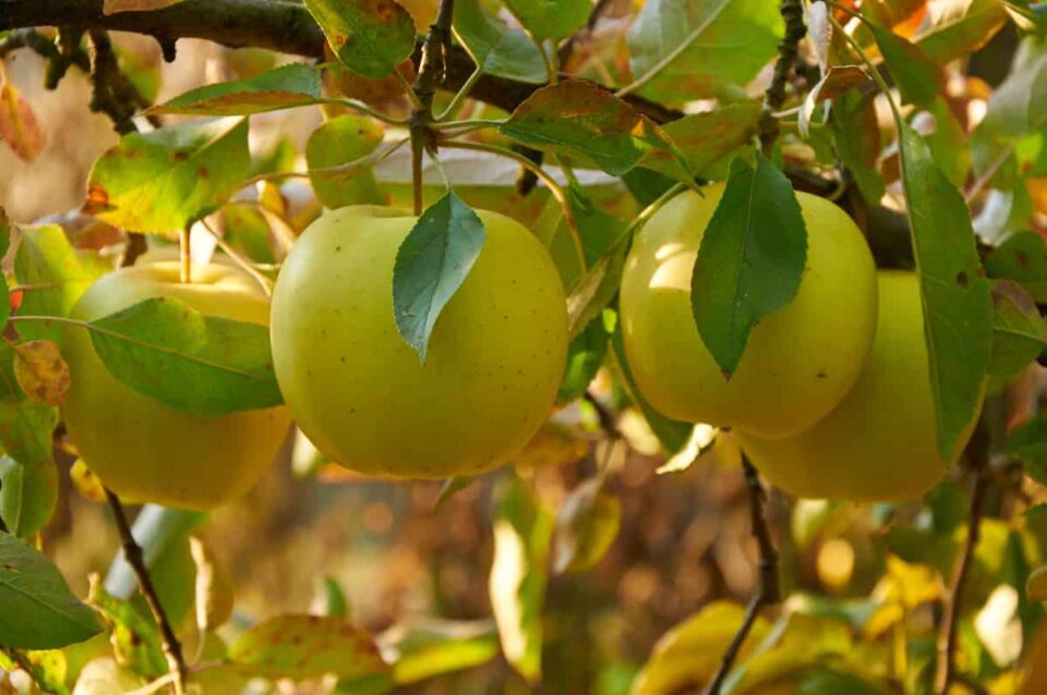 9 of the Best Apple Orchards in Washington - Minneopa Orchards