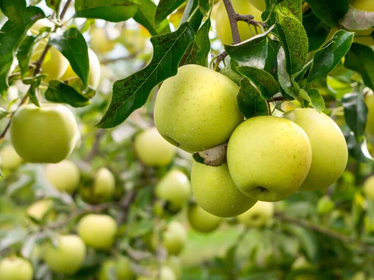 Apple Varieties: 94 Different Types of Apples - Minneopa Orchards
