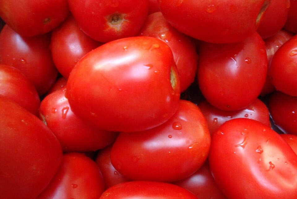 The 7 Best Tomatoes for Salsa - Minneopa Orchards