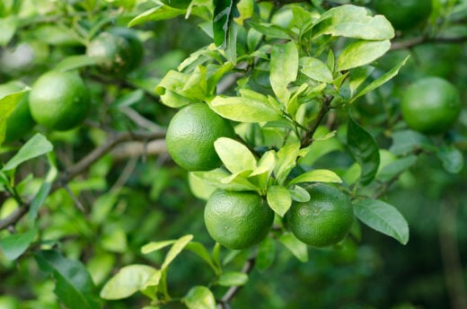 The Lemon Lime Tree - Minneopa Orchards