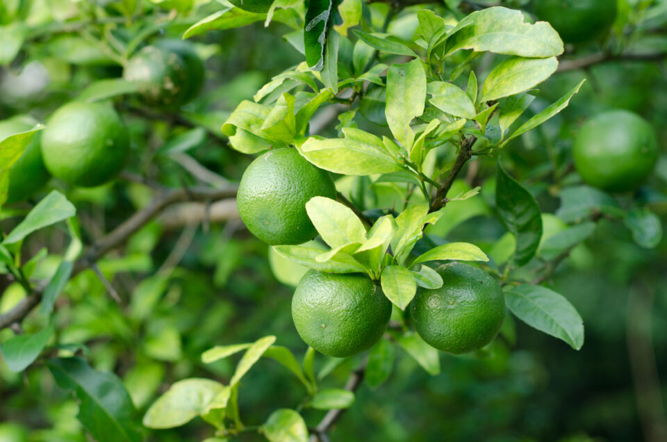 The Lemon Lime Tree - Minneopa Orchards