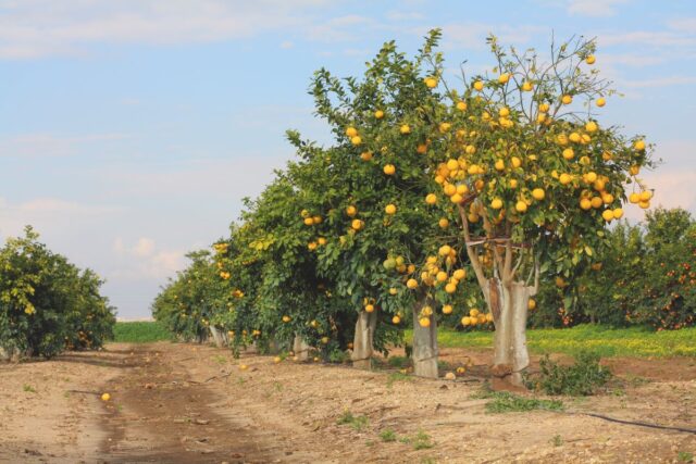 Everything You Need to Know About the Rio Red Grapefruit Tree ...