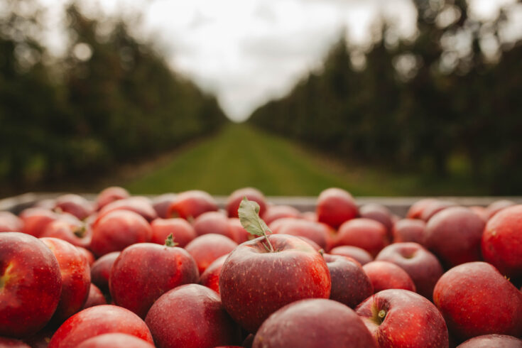 9 Great Apple Orchards in Texas Worth Checking Out - Minneopa Orchards
