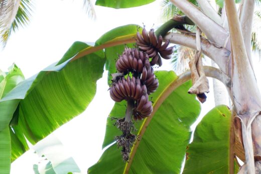 The Red Banana Tree: Everything You Want to Know - Minneopa Orchards