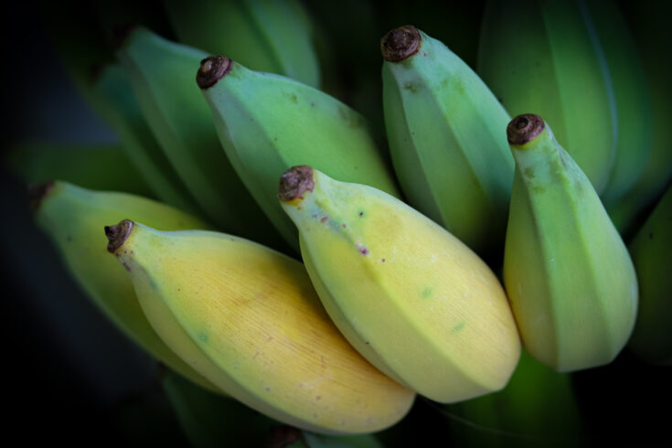 Everything You Should Know About the Blue Java Banana Tree - Minneopa ...