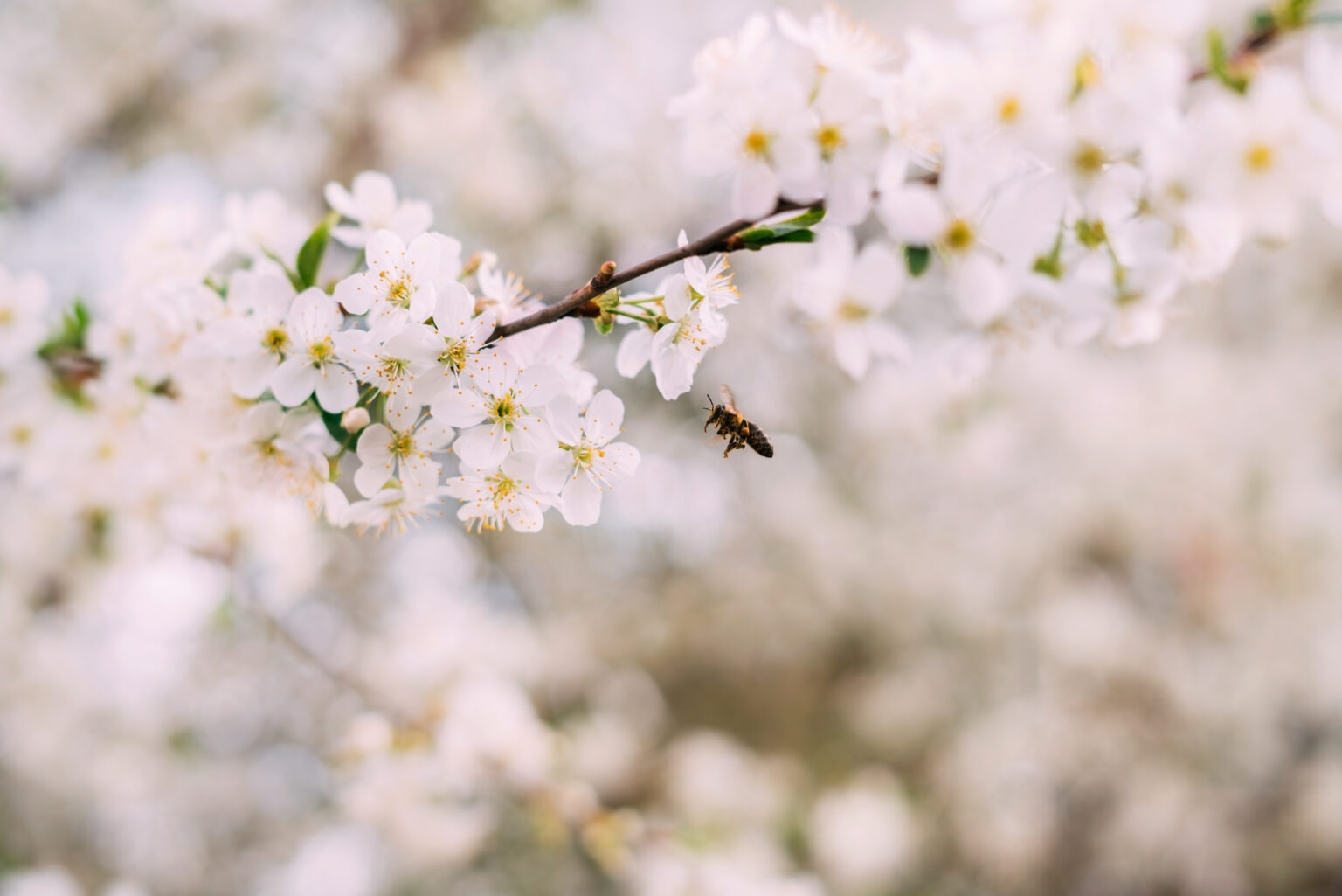 Complete Guide To Apple Tree Pollination - Minneopa Orchards