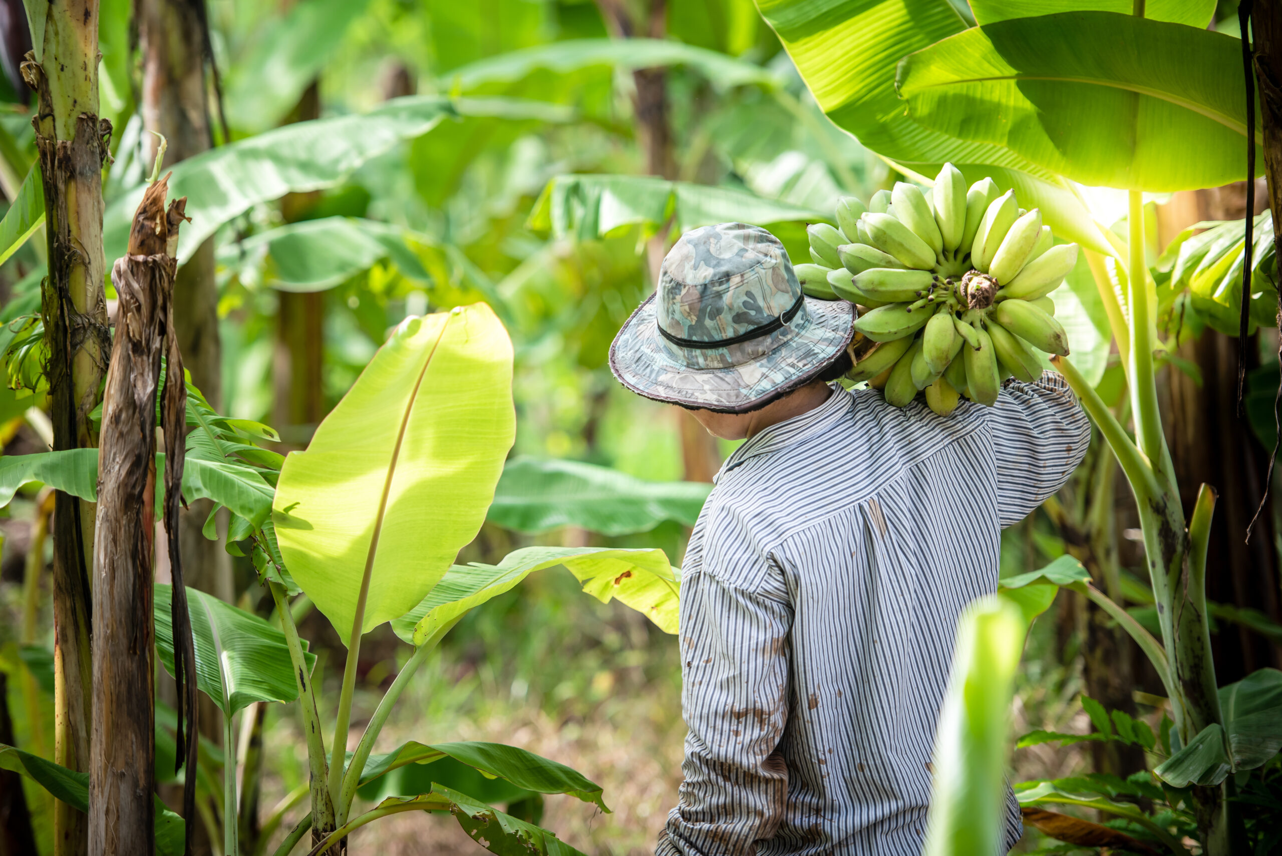 How Long Does it Take to Grow a Banana Tree? - Minneopa Orchards