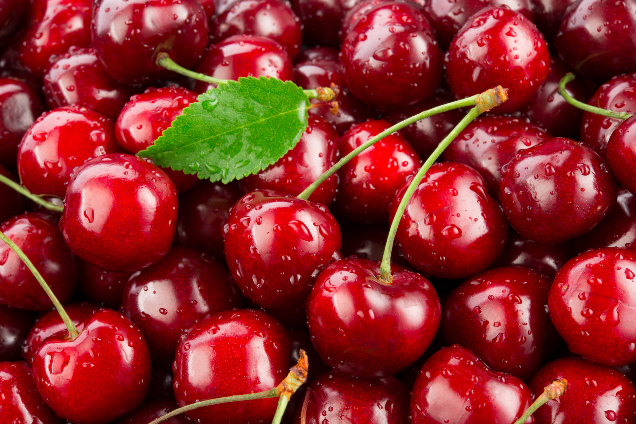 The Lapins Cherry Tree - Minneopa Orchards