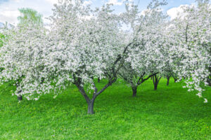 Complete Guide To Apple Tree Pollination - Minneopa Orchards