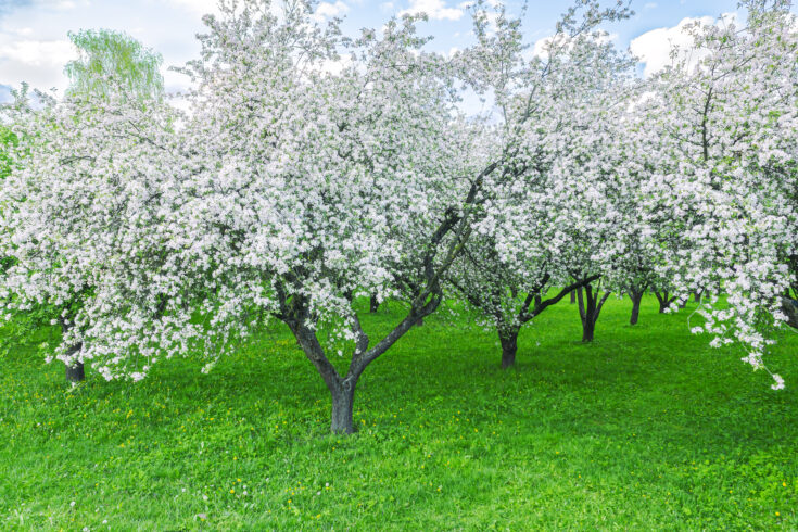 Complete Guide To Apple Tree Pollination - Minneopa Orchards
