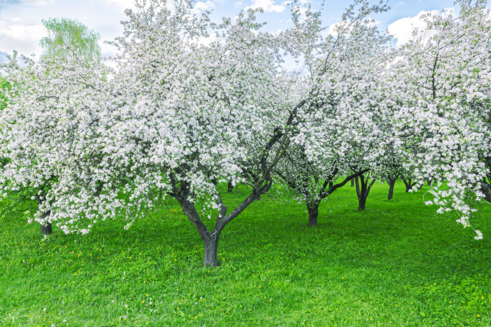 Complete Guide To Apple Tree Pollination - Minneopa Orchards