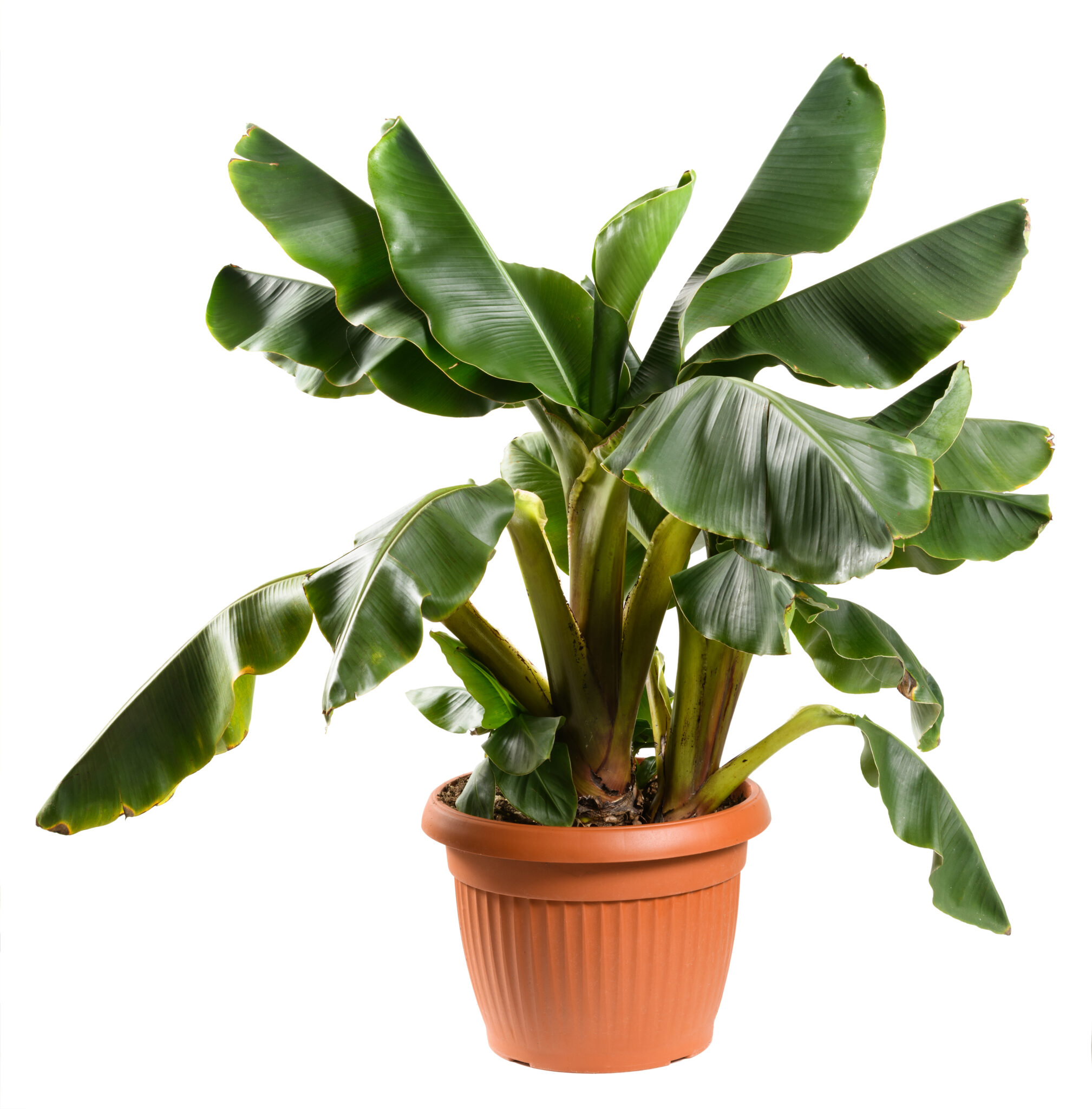 Growing a Banana Tree Indoors: Everything You Need to Know! - Minneopa ...