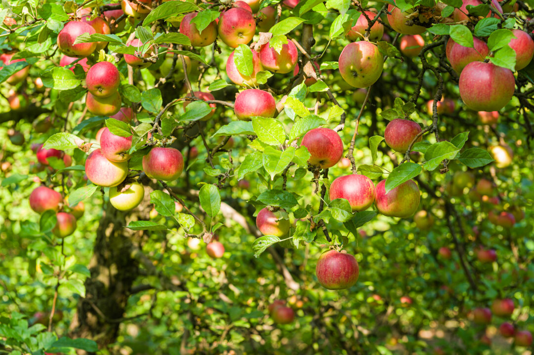 Complete Guide To Apple Tree Pollination - Minneopa Orchards
