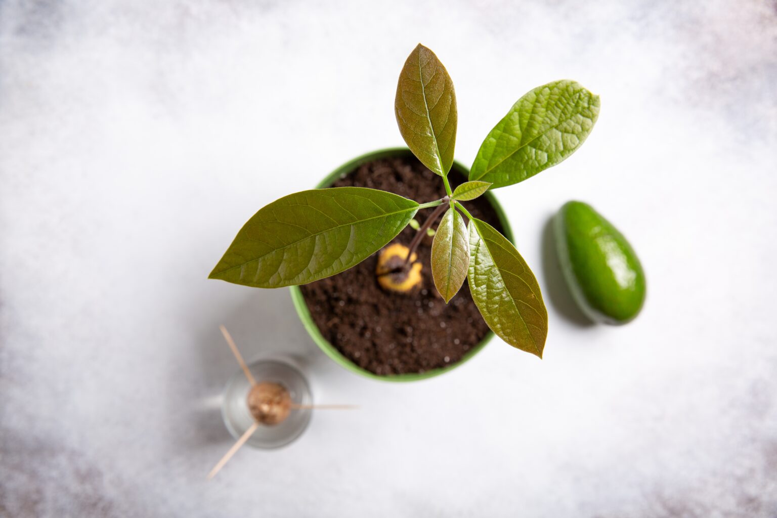 All About the Great Wurtz Avocado Tree - Minneopa Orchards