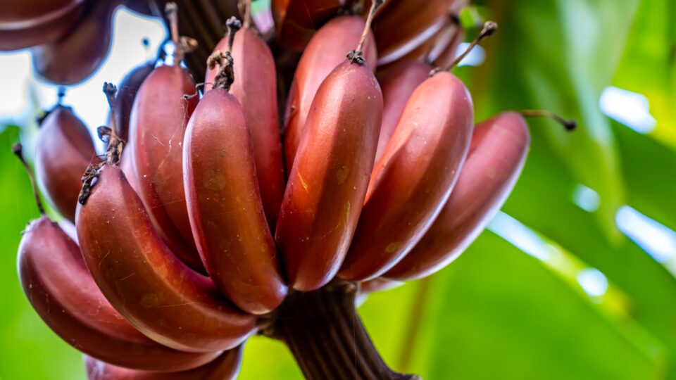 The Red Banana Tree: Everything You Want to Know - Minneopa Orchards