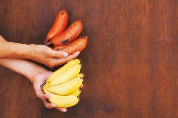 The Red Banana Tree: Everything You Want to Know - Minneopa Orchards