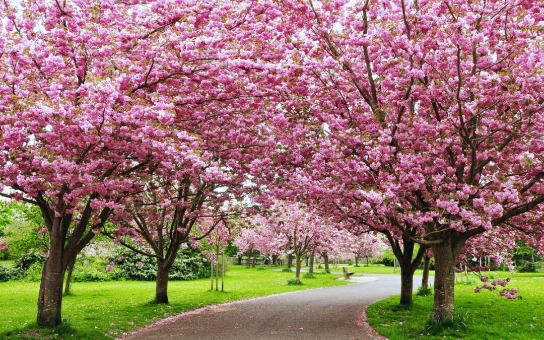 The Japanese Cherry Tree - Minneopa Orchards
