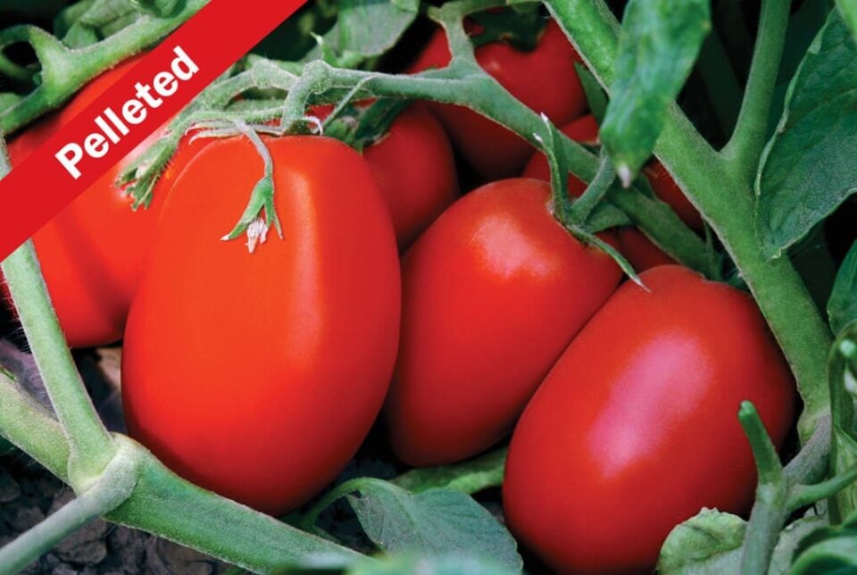 The 7 Best Tomatoes for Salsa - Minneopa Orchards