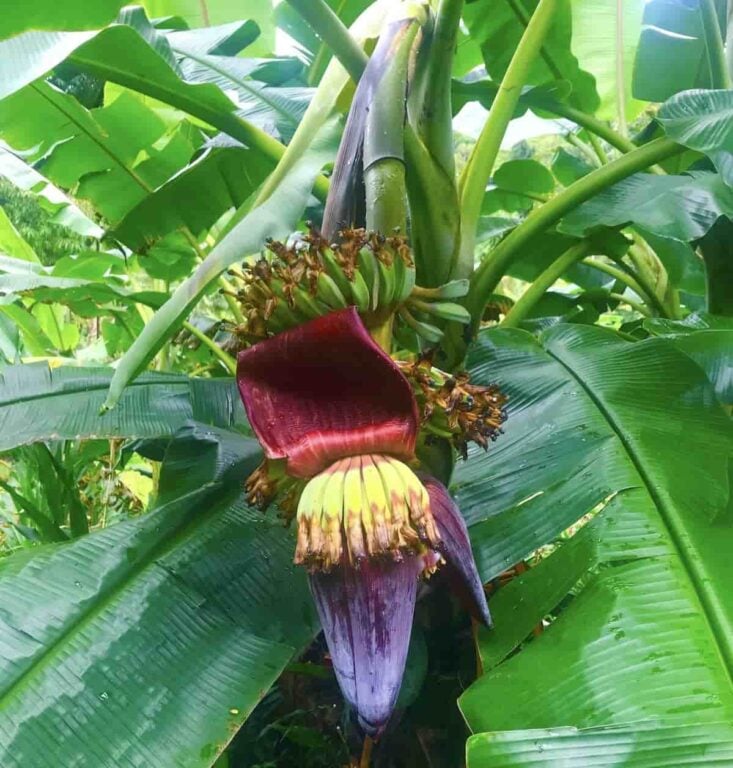 The Apple Banana Tree - Minneopa Orchards