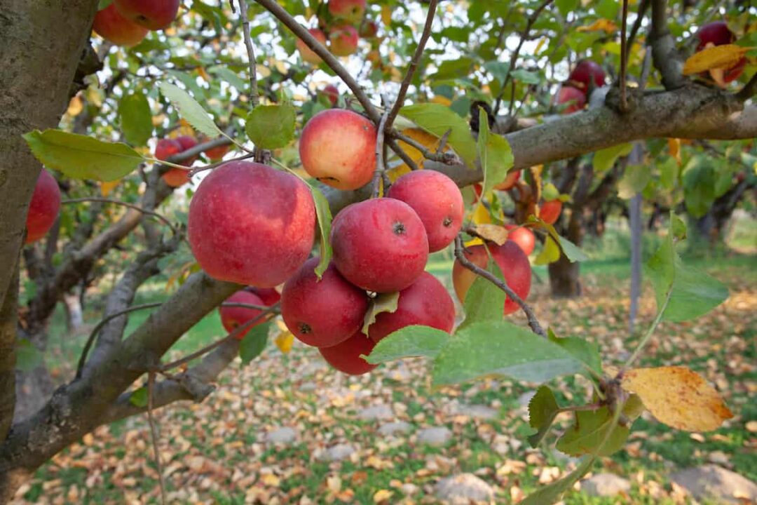 The 5 Best Apple Orchards in Nevada - Minneopa Orchards