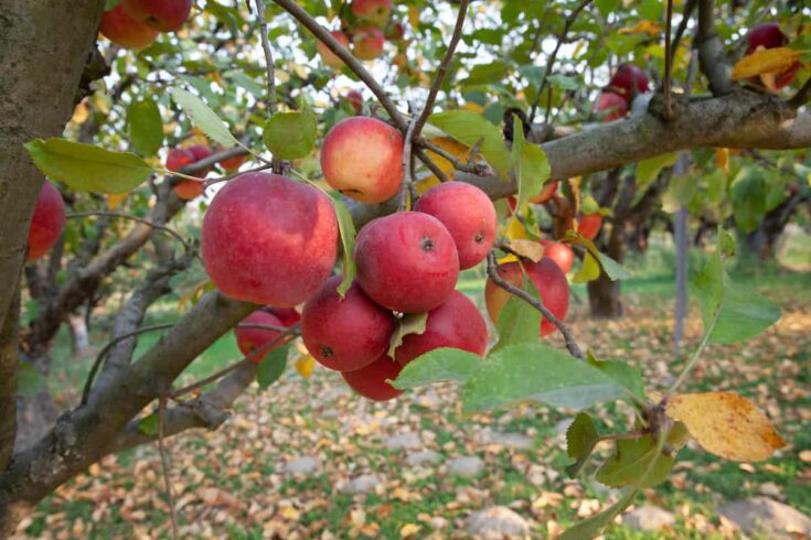Peaches - Minneopa Orchards