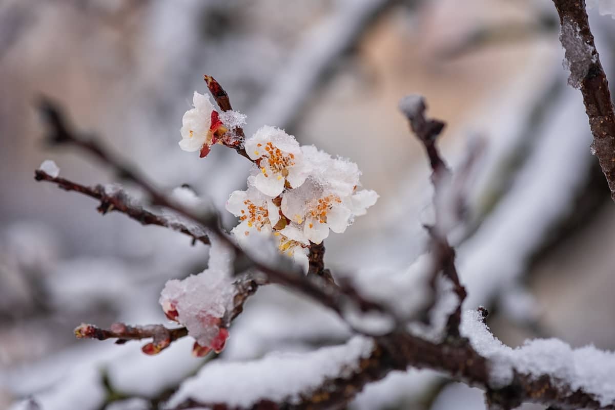 The Goldcot Apricot Tree - Minneopa Orchards