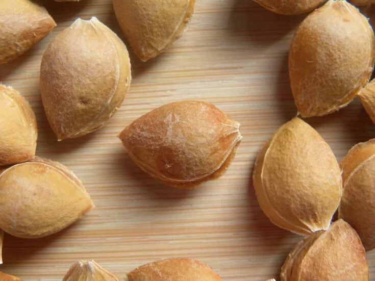 How to Plant Apricot Seeds - Minneopa Orchards