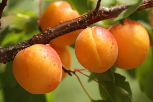 9 Picks for the Best Apricot Tree for Backyard Growing - Minneopa Orchards