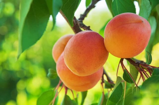 9 Picks for the Best Apricot Tree for Backyard Growing - Minneopa Orchards