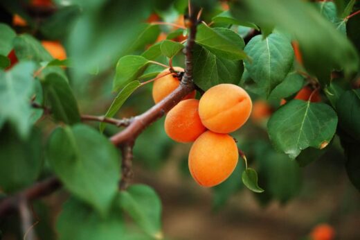 9 Picks for the Best Apricot Tree for Backyard Growing - Minneopa Orchards
