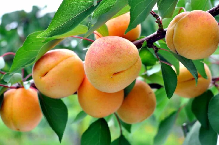9 Picks for the Best Apricot Tree for Backyard Growing - Minneopa Orchards