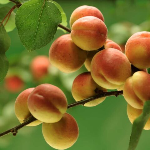 Apricot Varieties - Minneopa Orchards