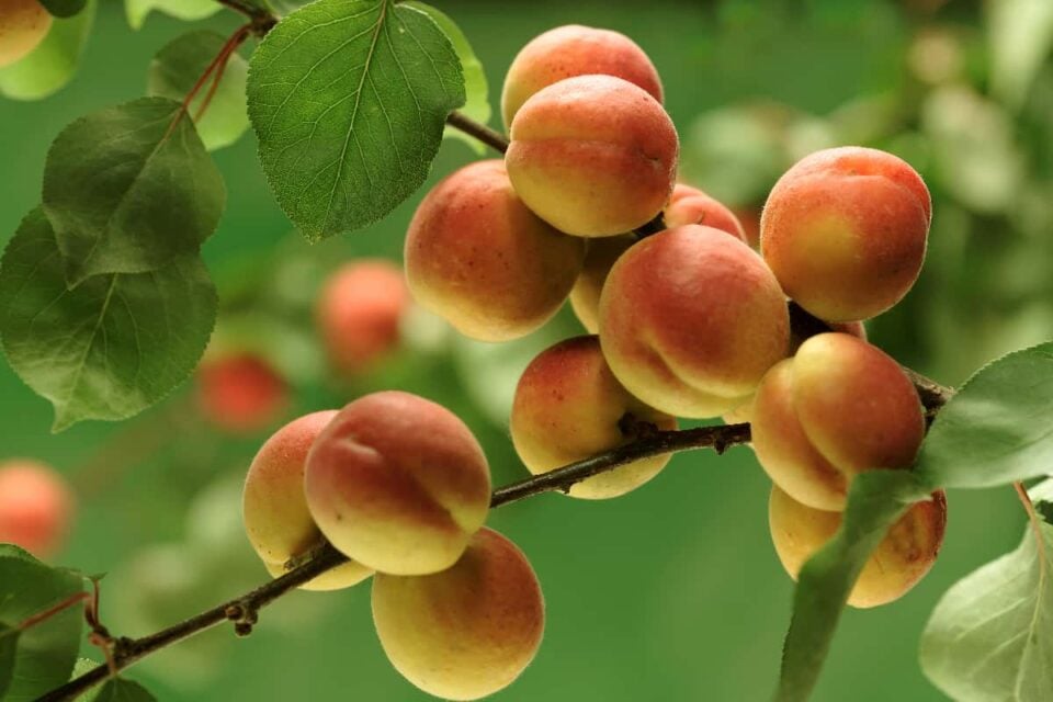 The Goldcot Apricot Tree - Minneopa Orchards