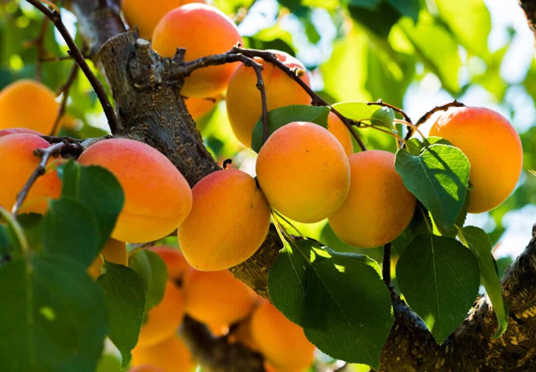 The Tropic Gold Apricot Tree - Minneopa Orchards