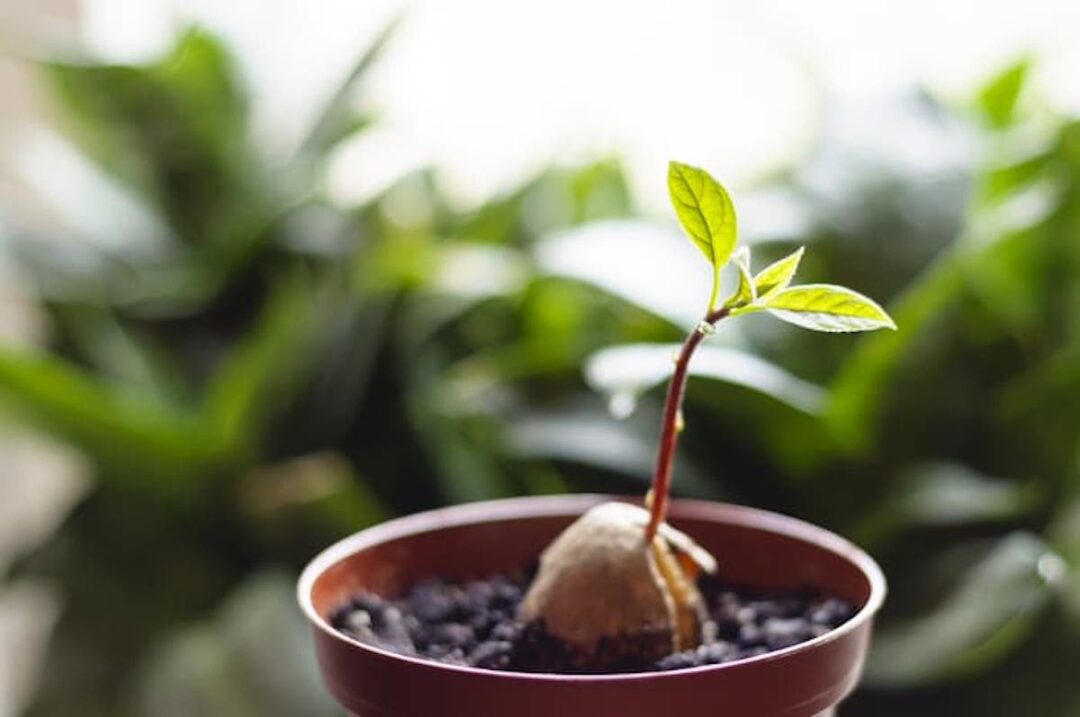 How to Grow an Avocado Tree From Seed - Minneopa Orchards