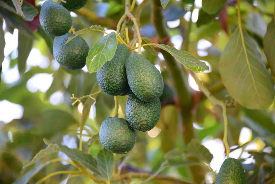 How Big Does an Avocado Tree Get? - Minneopa Orchards