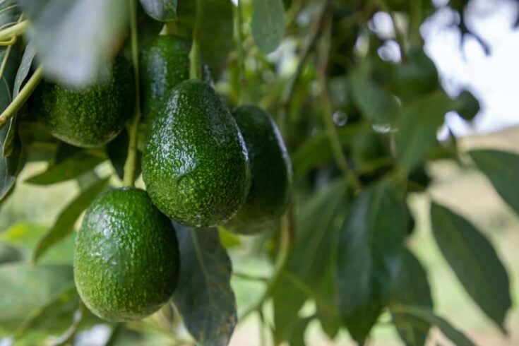 The Gem Avocado Tree - Minneopa Orchards