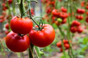 All About the Moskvich Tomato - Minneopa Orchards