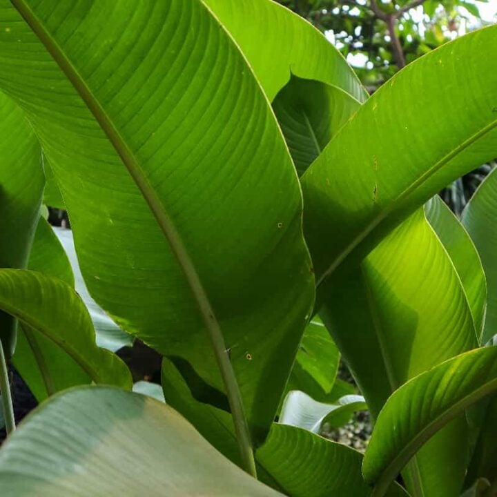 Banana Varieties - Minneopa Orchards