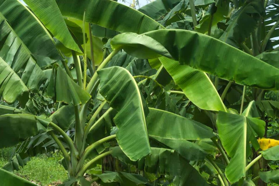 The Complete Banana Tree Care Guide - Minneopa Orchards