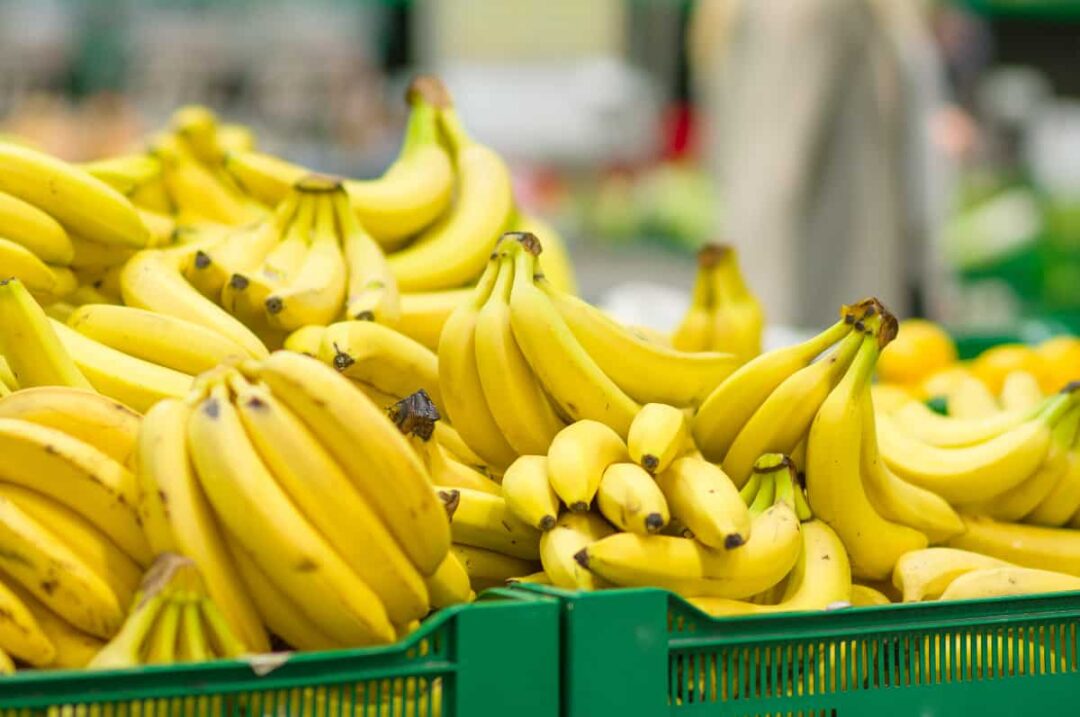 The Cavendish Banana Tree - Minneopa Orchards
