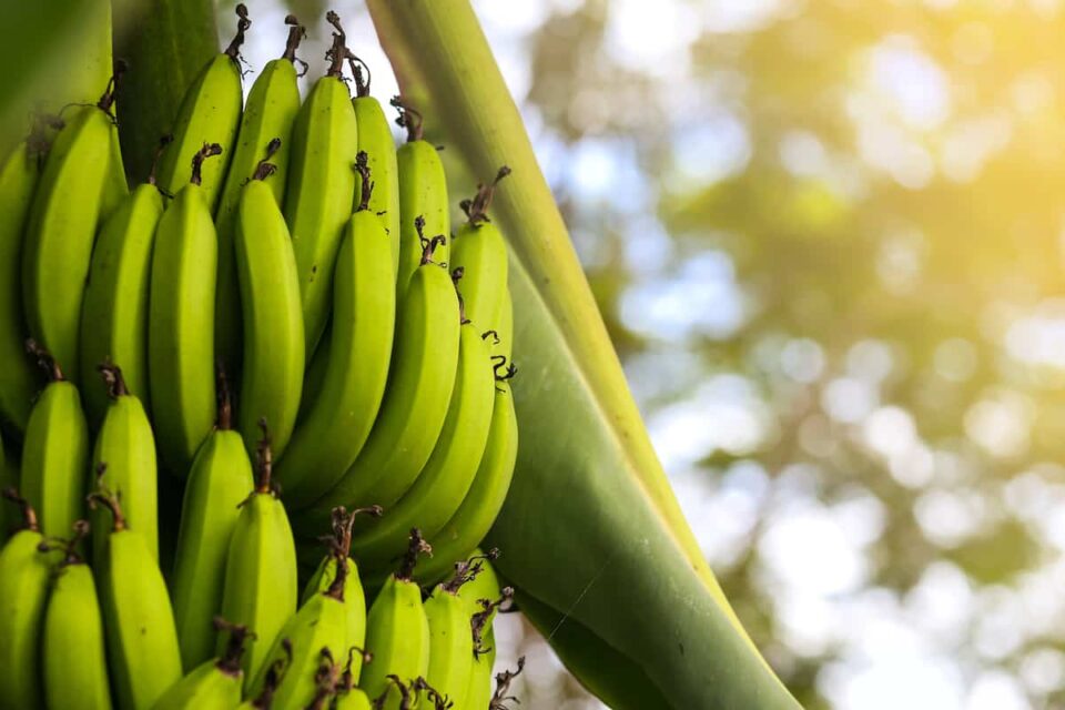 The Dwarf Banana Tree Minneopa Orchards