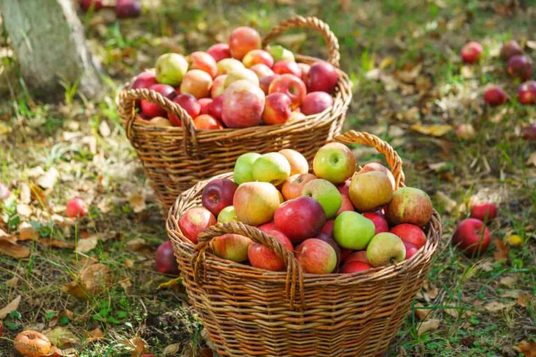 The 11 Best Apple Orchards in Arkansas - Minneopa Orchards